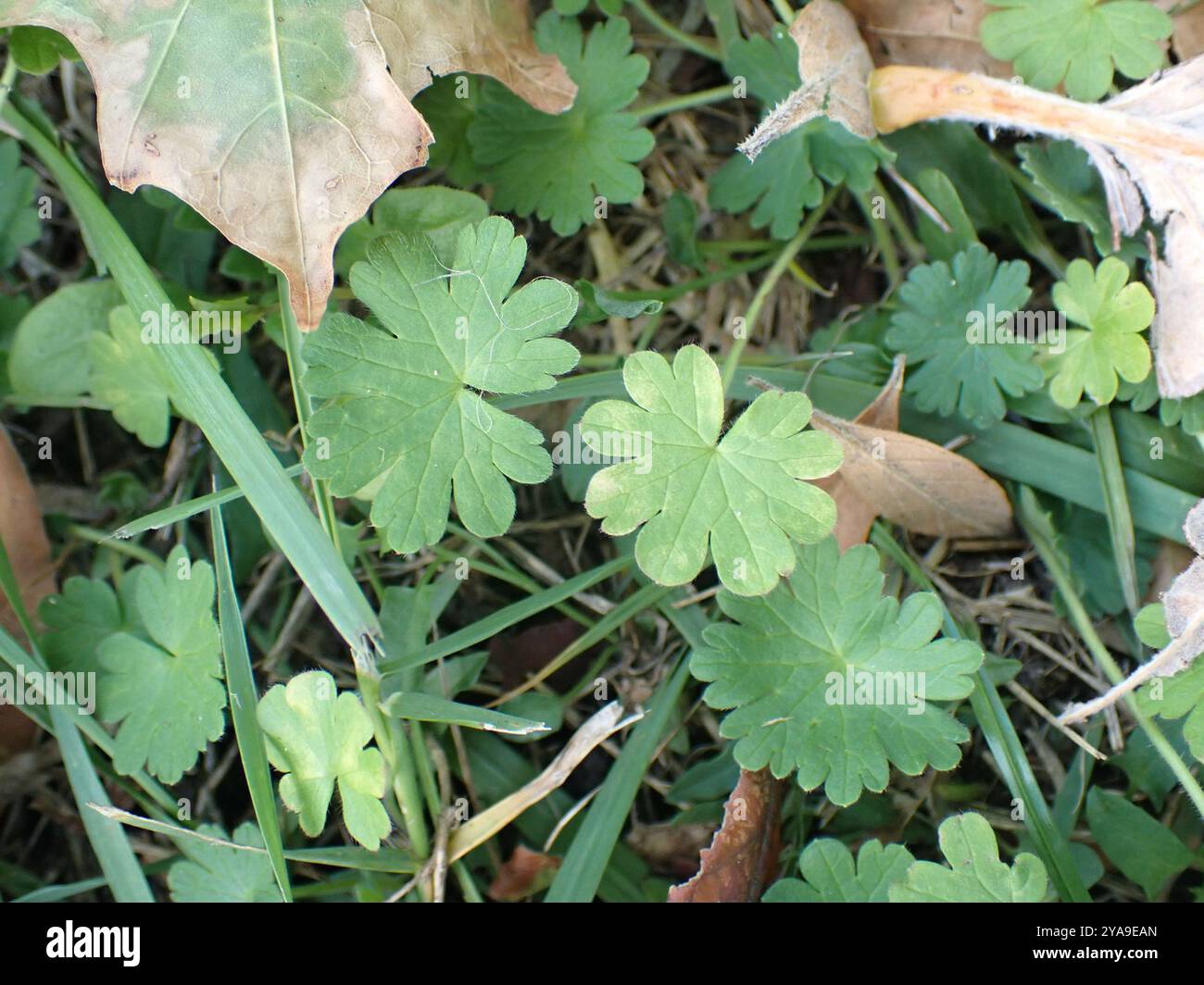Dove's-foot crane's-bill (Geranium molle) Plantae Stock Photo - Alamy