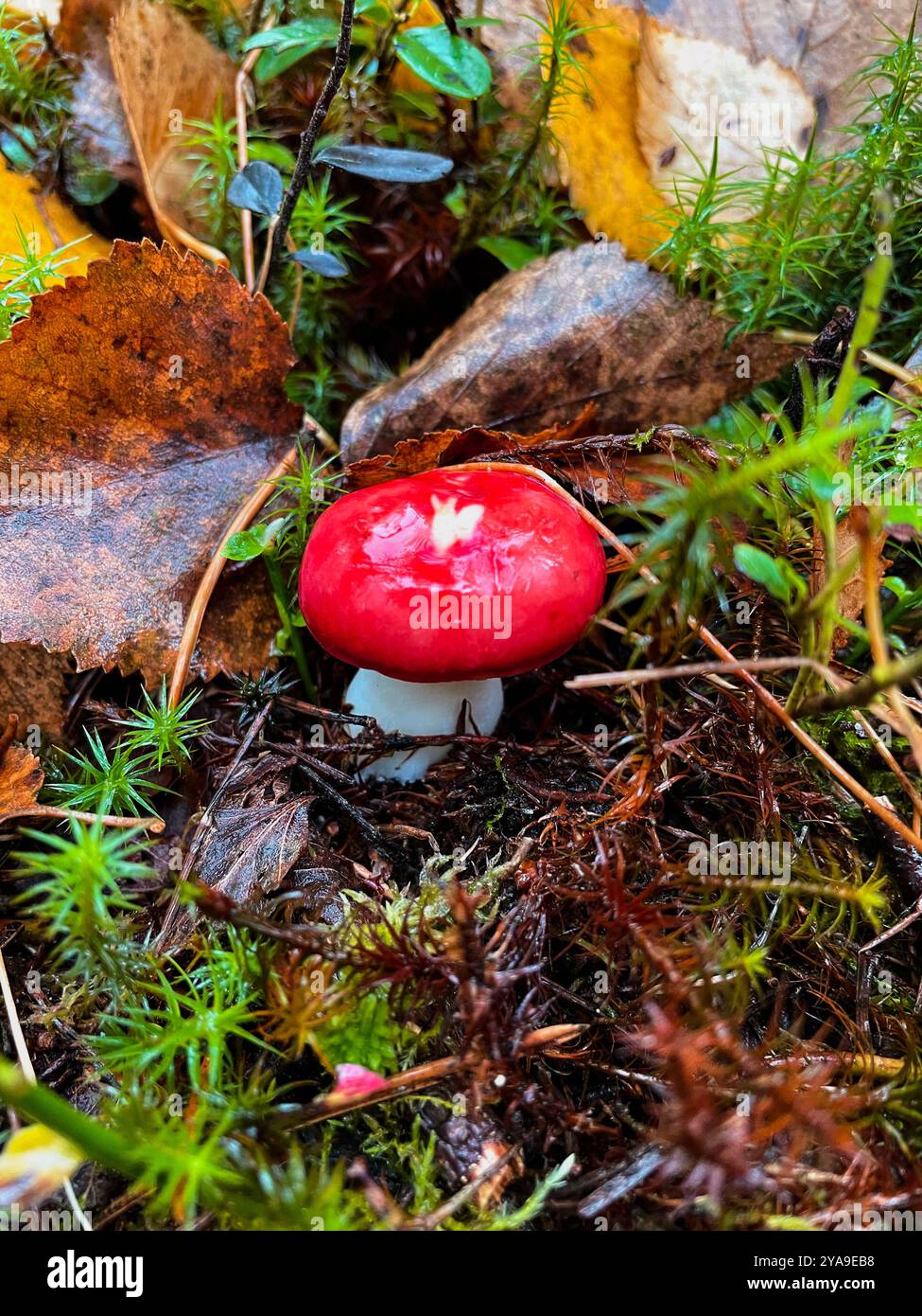 Grass green russula in natural hi-res stock photography and images - Alamy
