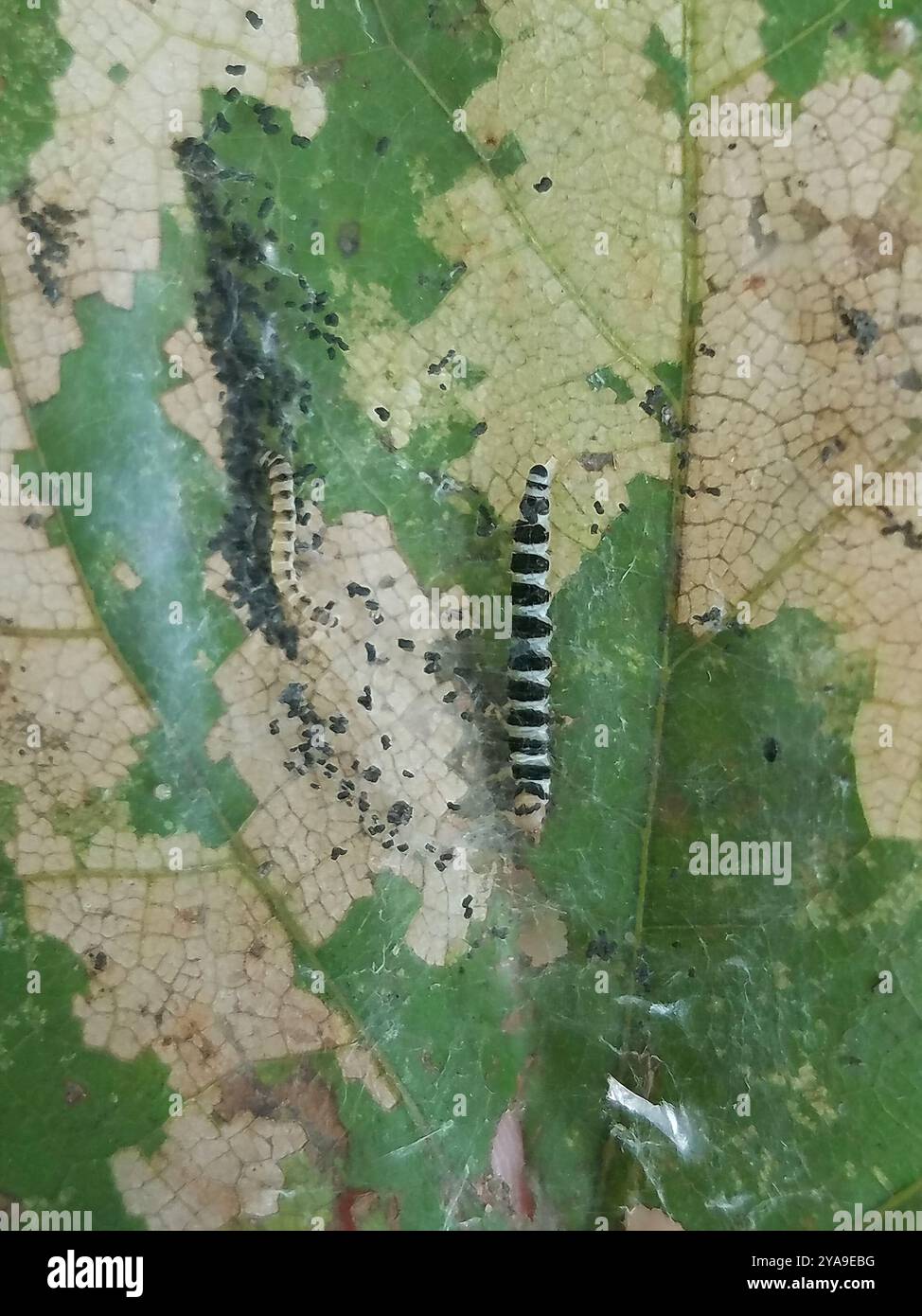 Redbud Leaffolder Moth (Fascista cercerisella) Insecta Stock Photo - Alamy