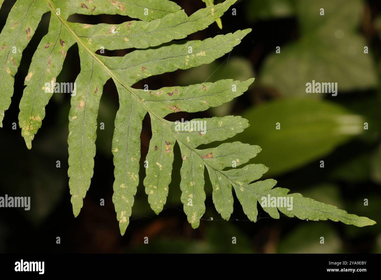 common polypody (Polypodium vulgare) Plantae Stock Photo - Alamy