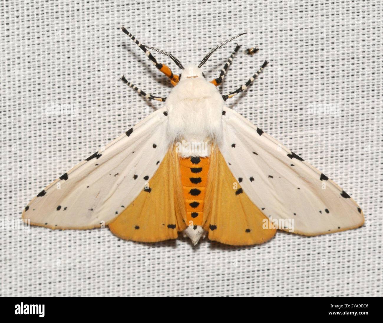 Salt Marsh Moth (Estigmene acrea) Insecta Stock Photo - Alamy