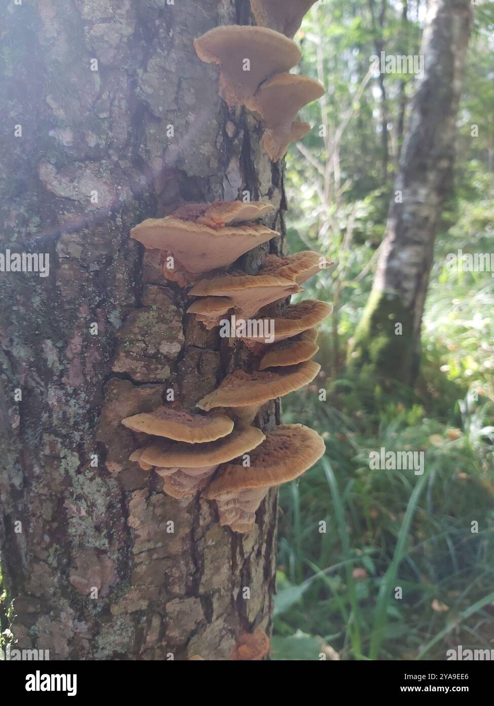 Alder Bracket (Mensularia radiata) Fungi Stock Photo - Alamy