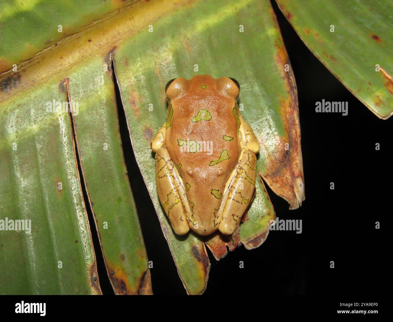 Natal tree frog hi-res stock photography and images - Alamy