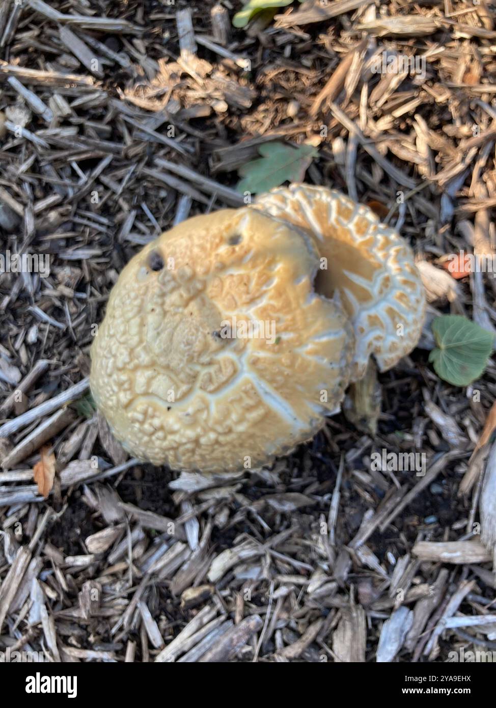 Mulch Fieldcap (Agrocybe putaminum) Fungi Stock Photo - Alamy