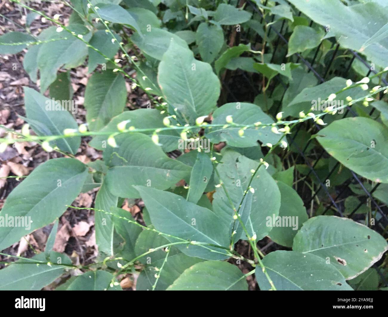 American jumpseed (Persicaria virginiana) Plantae Stock Photo - Alamy
