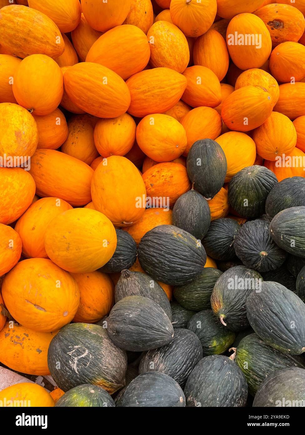 Melons in organic farm hi-res stock photography and images - Alamy