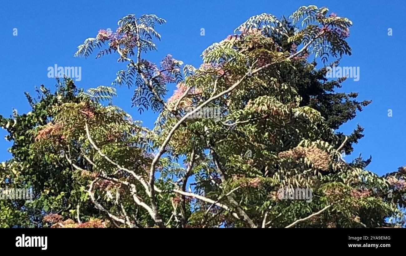 Japanese angelica tree (Aralia elata) Plantae Stock Photo - Alamy
