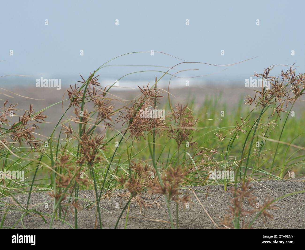 Purple nutsedge (Cyperus rotundus) Plantae Stock Photo - Alamy