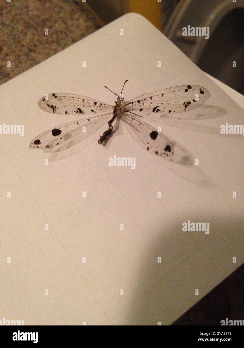 Eastern Spotted-winged Antlion (Dendroleon obsoletus) Insecta Stock ...