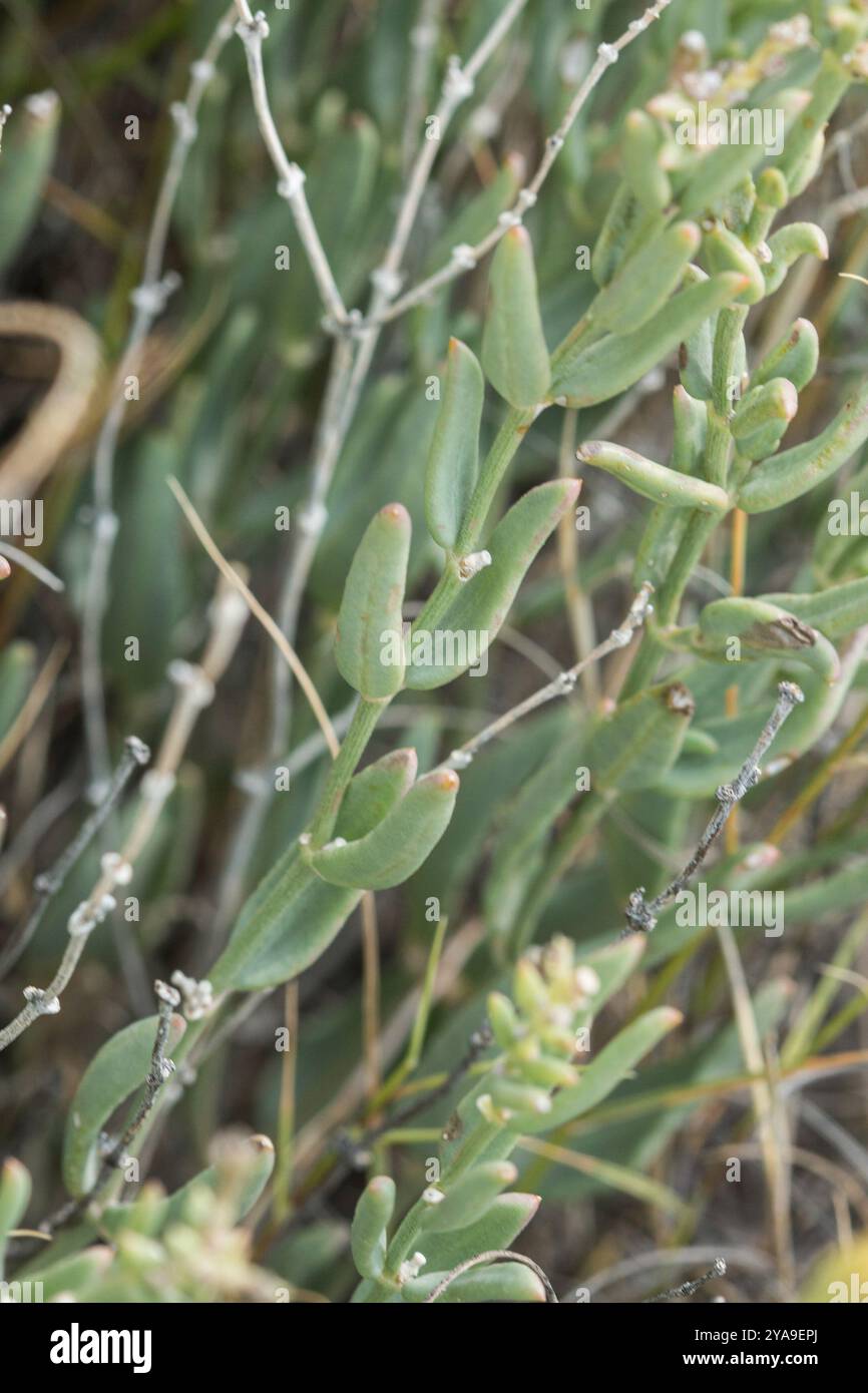 Lance-Leaf Moonpod (Acleisanthes lanceolata) Plantae Stock Photo - Alamy