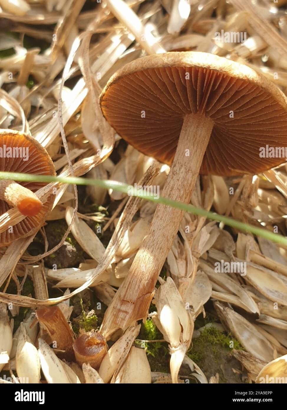 Common Fieldcap (Agrocybe pediades) Fungi Stock Photo - Alamy