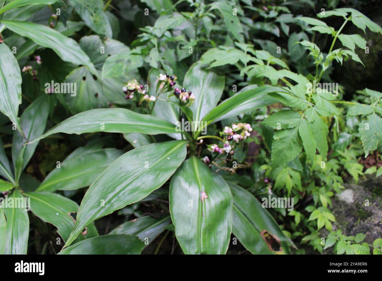 Cohitre Blanco (Tradescantia zanonia) Plantae Stock Photo - Alamy