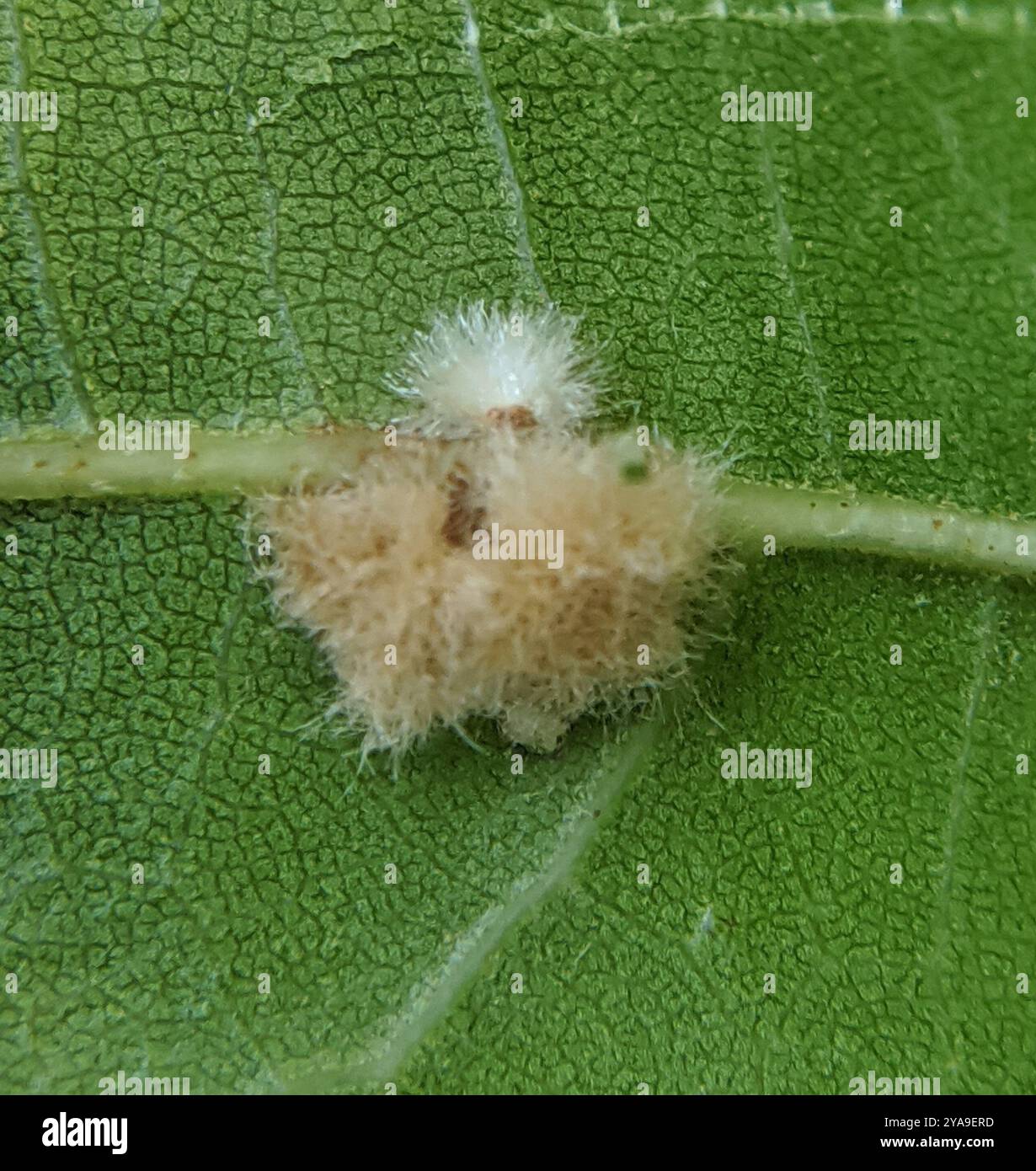 Woolly Oak Gall Wasp (Callirhytis lanata) Insecta Stock Photo - Alamy