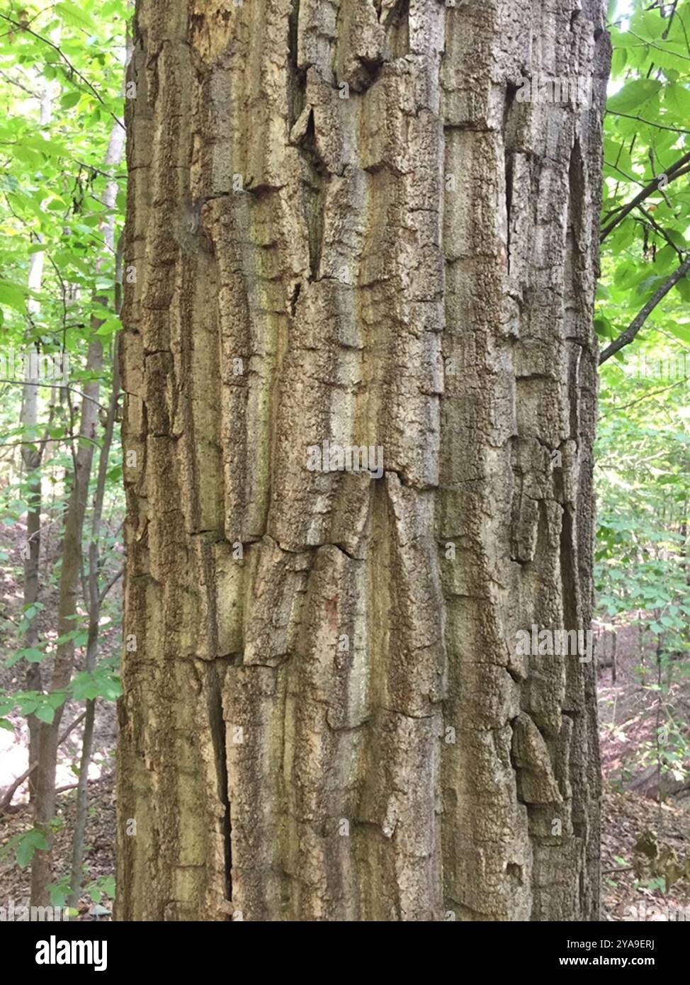 chestnut oak (Quercus montana) Plantae Stock Photo - Alamy