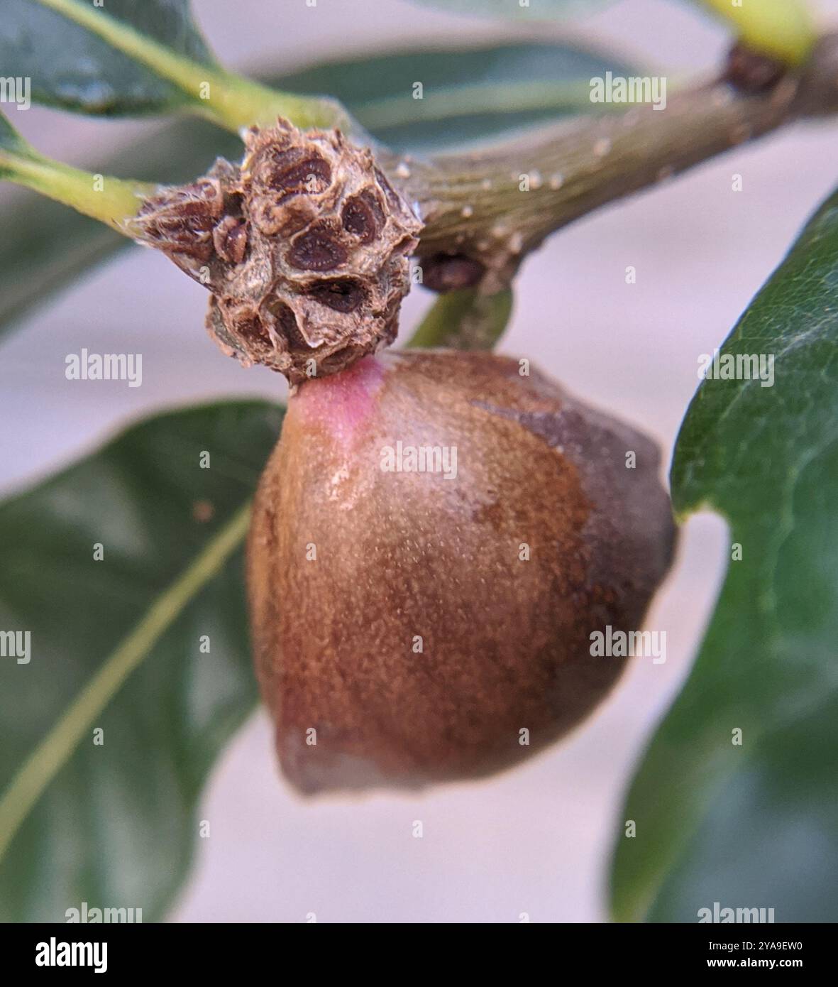 lobed oak gall wasp (Andricus quercusstrobilanus) Insecta Stock Photo ...