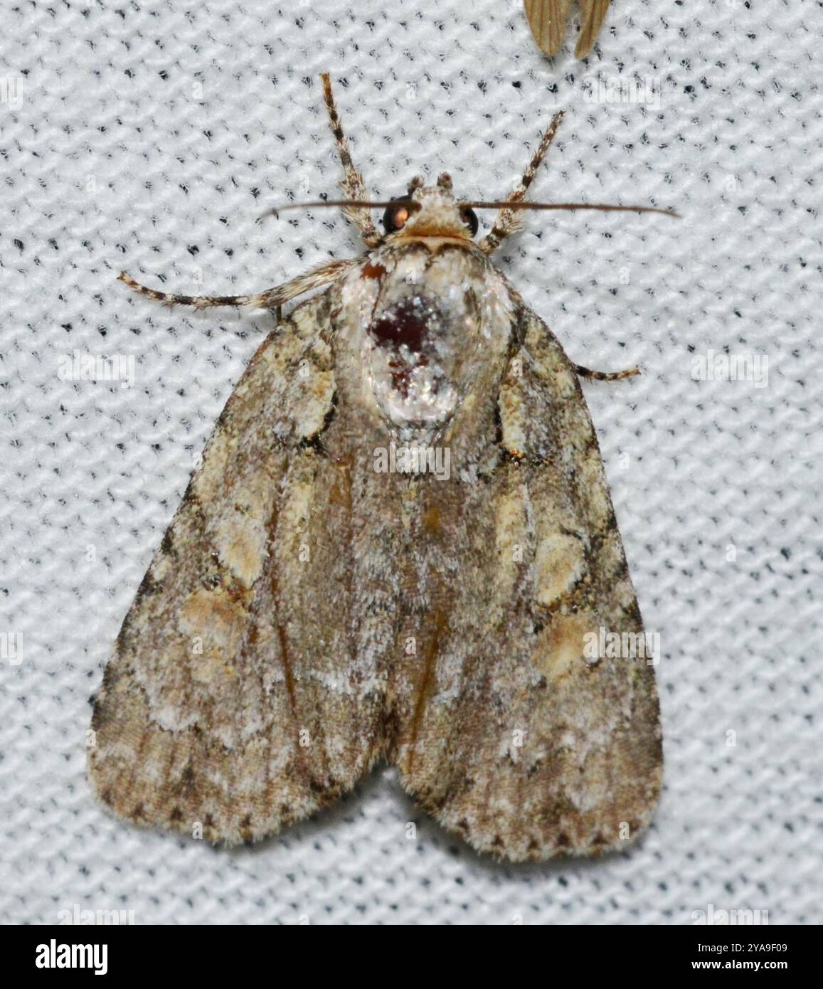 Epauleted Oak Dagger (Acronicta ovata) Insecta Stock Photo - Alamy