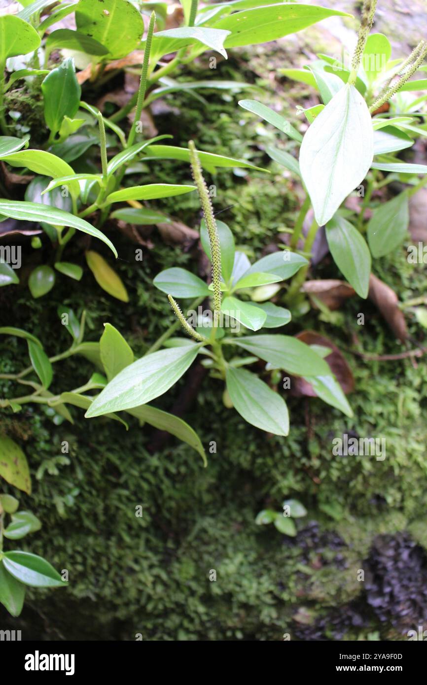 radiator plants (Peperomia) Plantae Stock Photo - Alamy