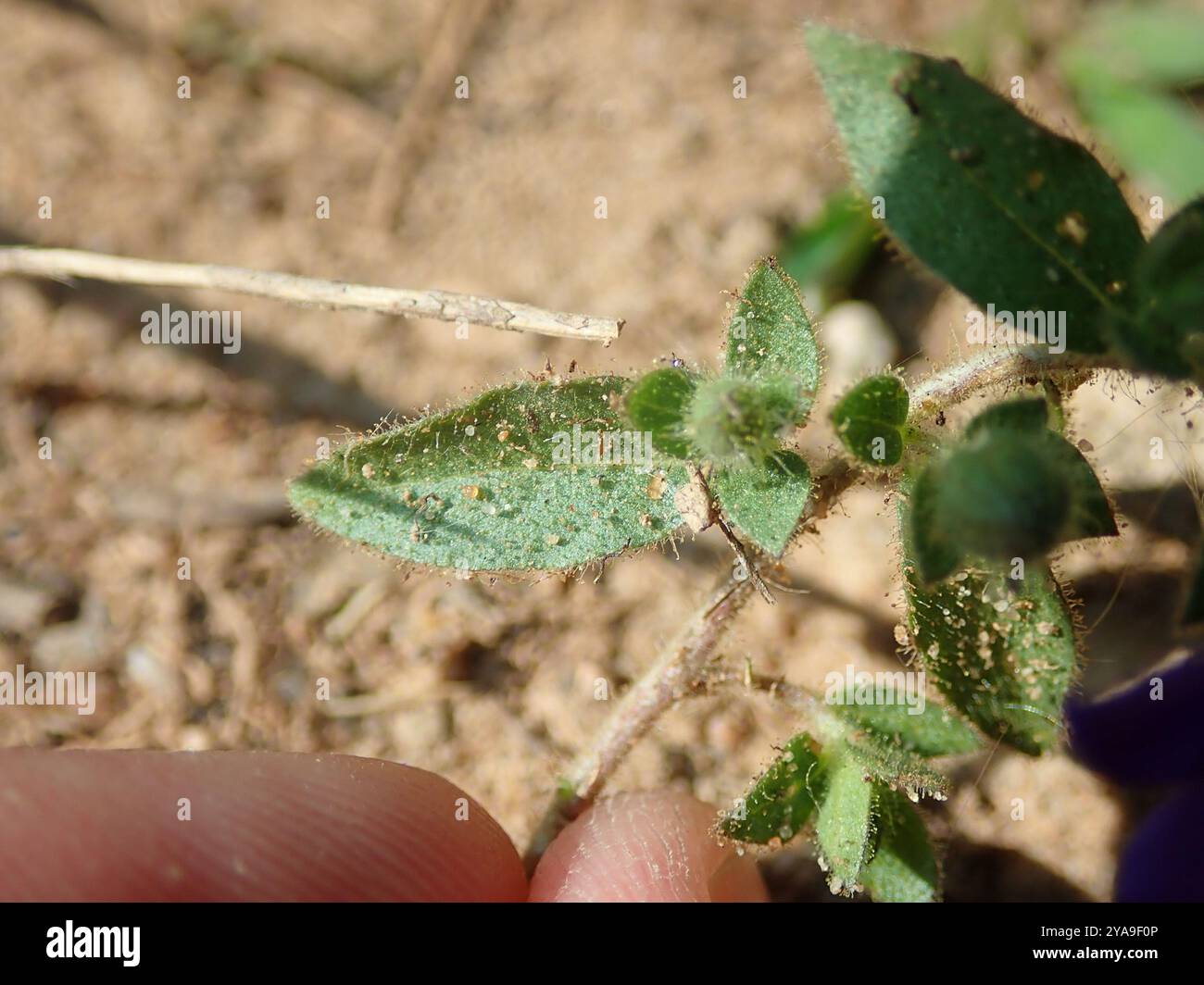 Spiny False Fiddleleaf (Hydrolea spinosa) Plantae Stock Photo - Alamy