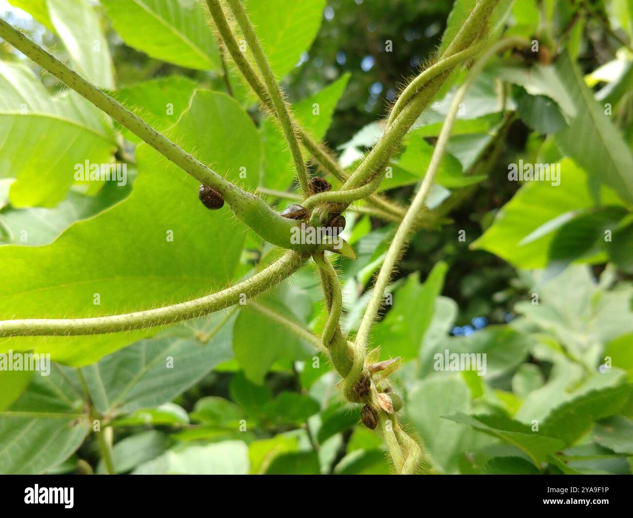 Kudzu Bug (Megacopta cribraria) Insecta Stock Photo - Alamy