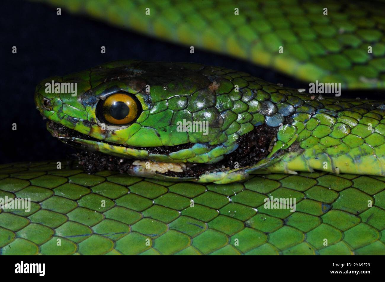 Philothamnus natalensis hi-res stock photography and images - Alamy