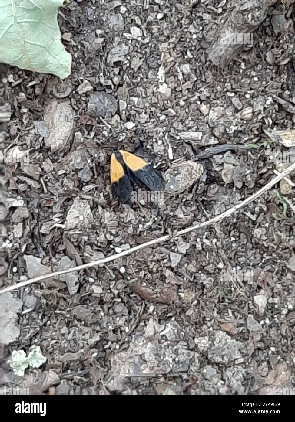 Black-and-yellow Lichen Moth (Lycomorpha pholus) Insecta Stock Photo ...