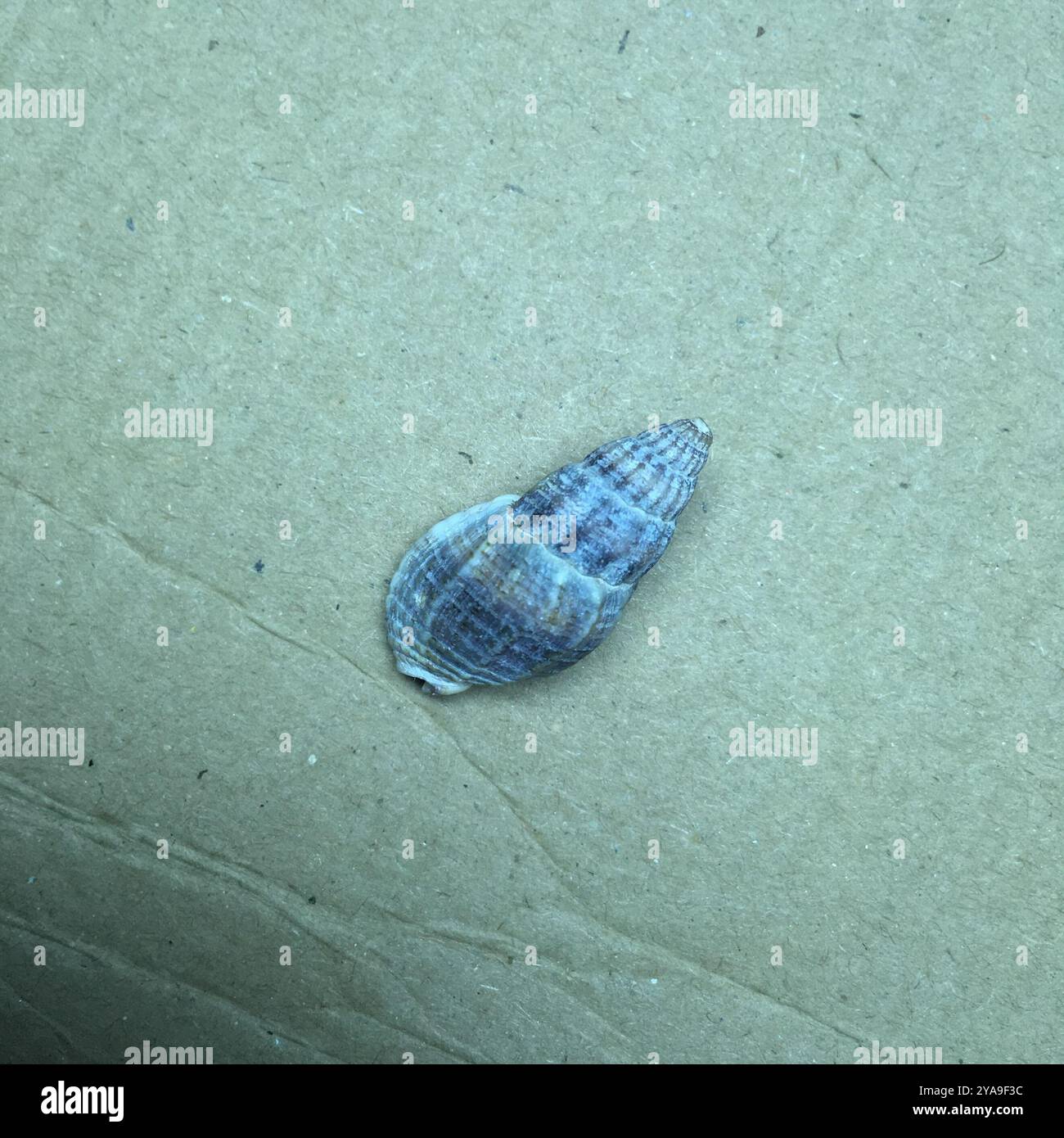 Tritia hi-res stock photography and images - Alamy