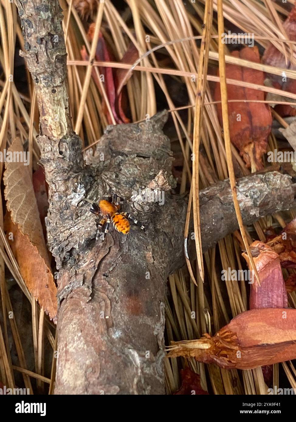 Orange Ant-mimic Sac Spider (Castianeira amoena) Arachnida Stock Photo ...