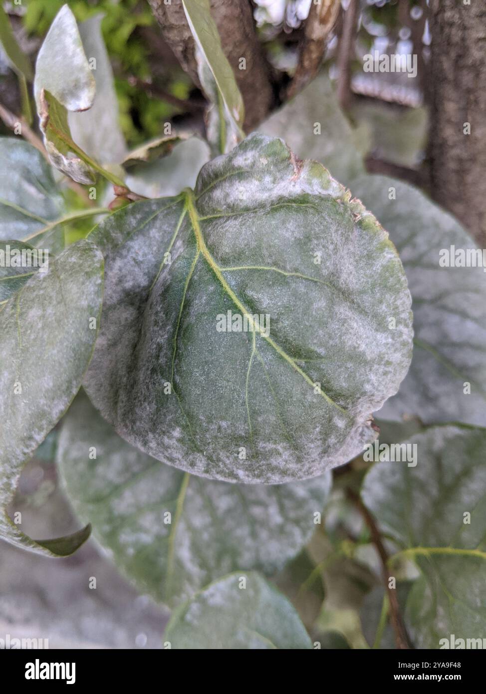 Lilac Powdery Mildew (Erysiphe syringae) Fungi Stock Photo - Alamy
