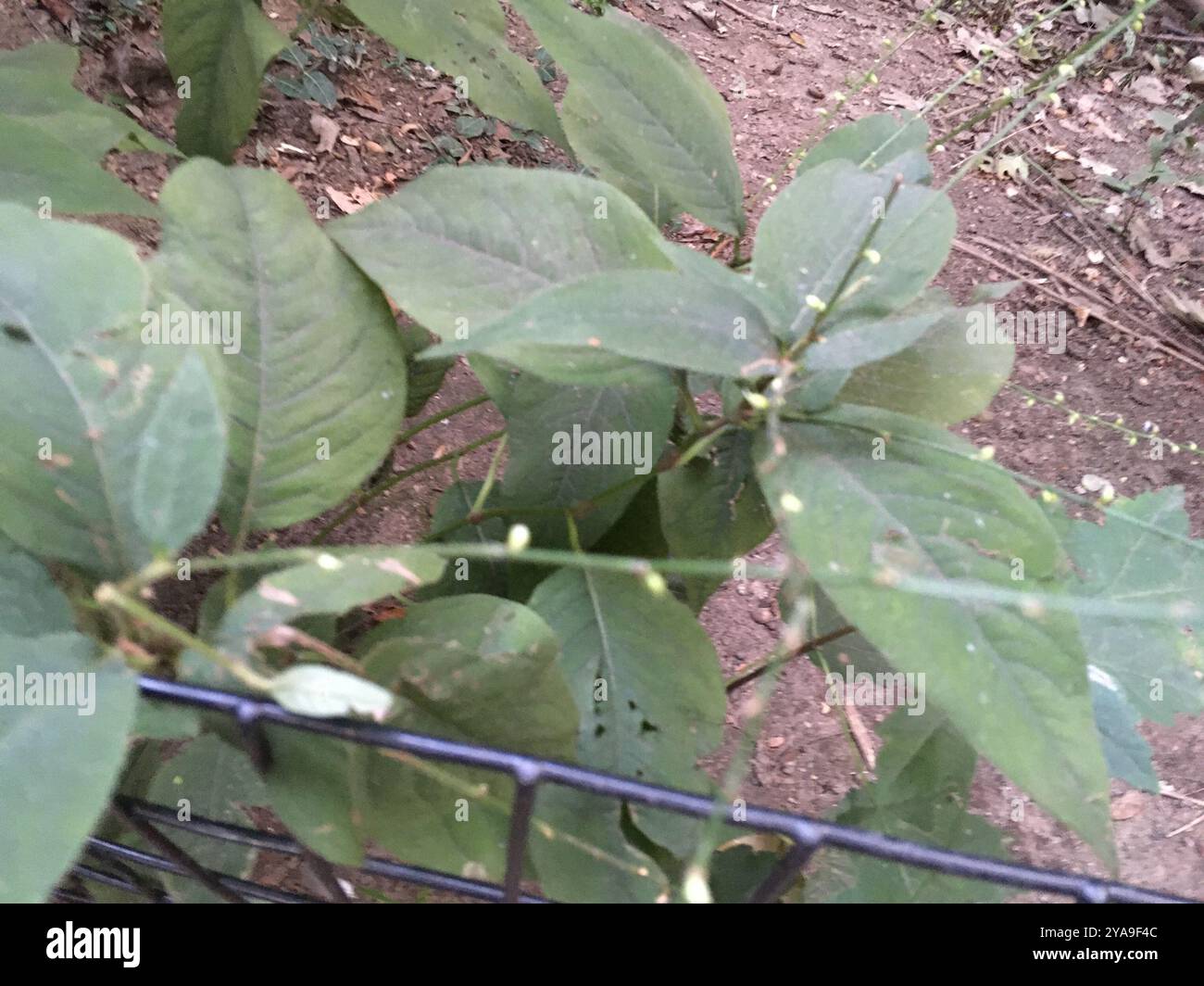 American jumpseed (Persicaria virginiana) Plantae Stock Photo - Alamy
