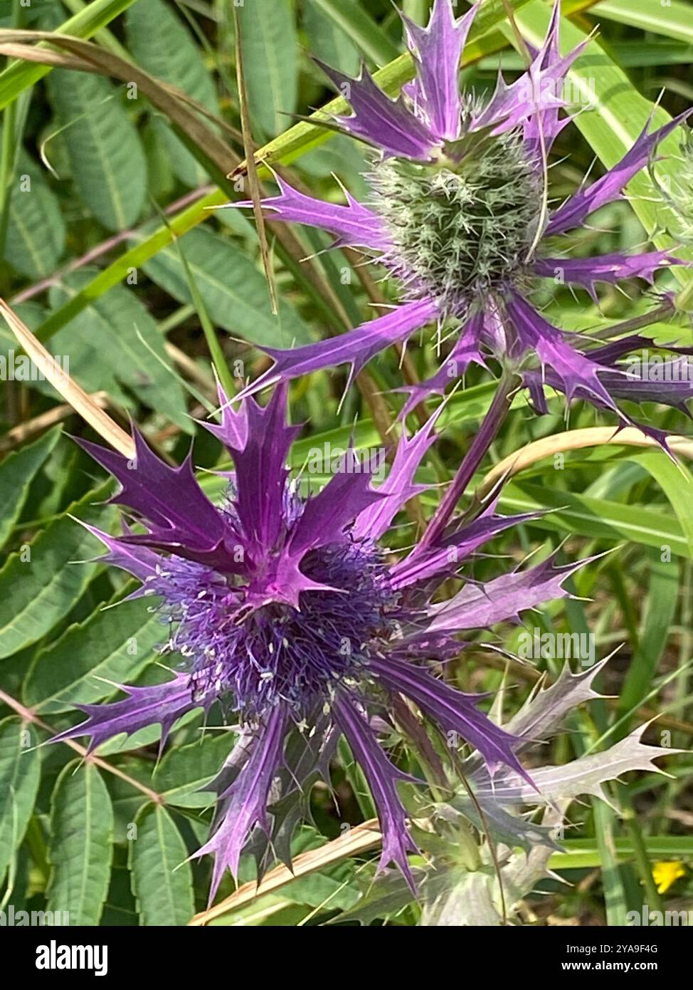 Leavenworth's eryngo (Eryngium leavenworthii) Plantae Stock Photo - Alamy