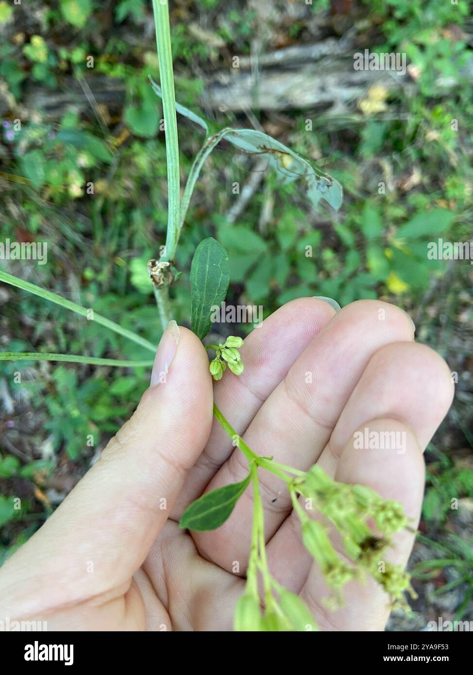 rattlesnake roots (Nabalus) Plantae Stock Photo - Alamy