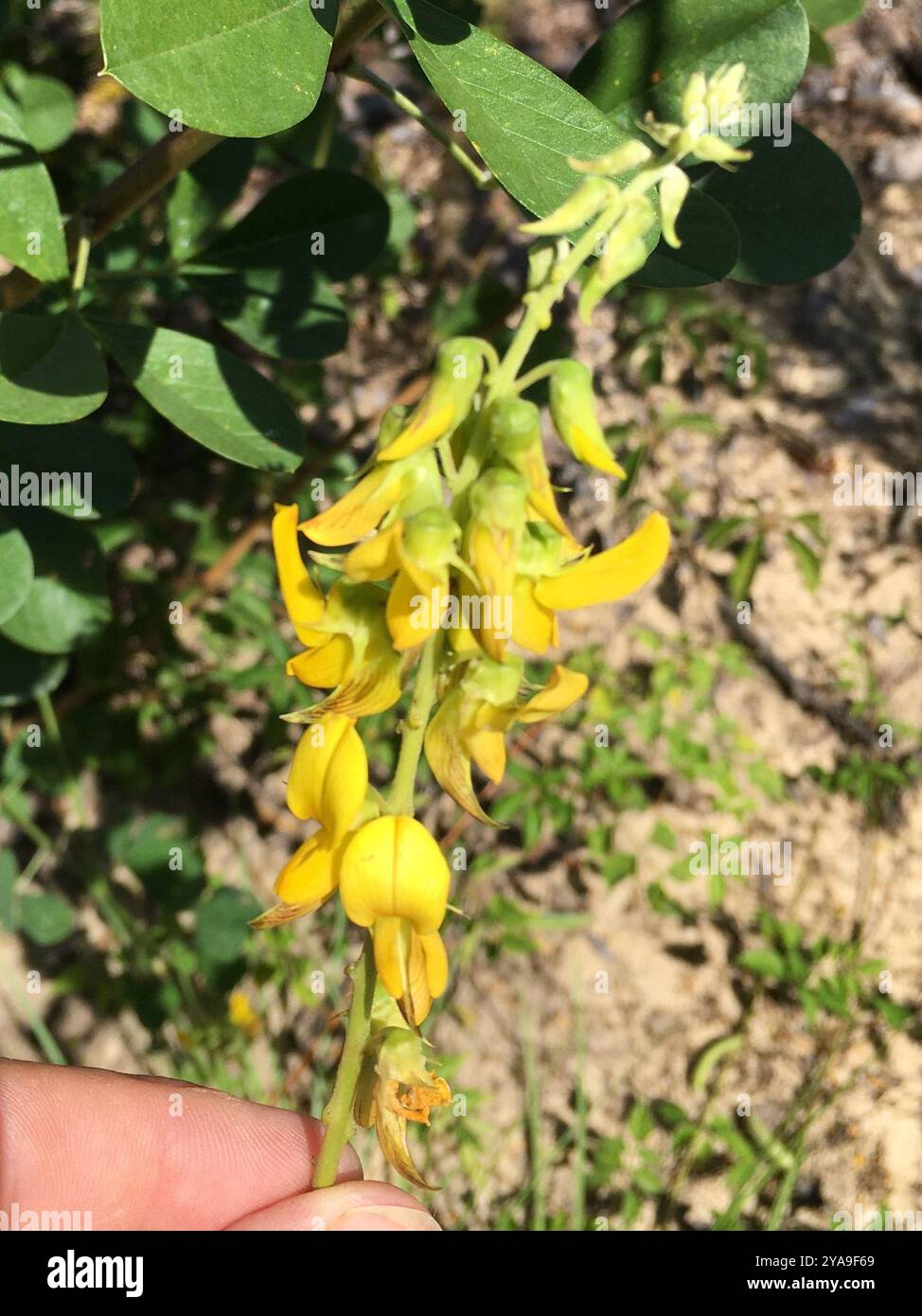 Streaked Rattlepod (Crotalaria pallida) Plantae Stock Photo - Alamy