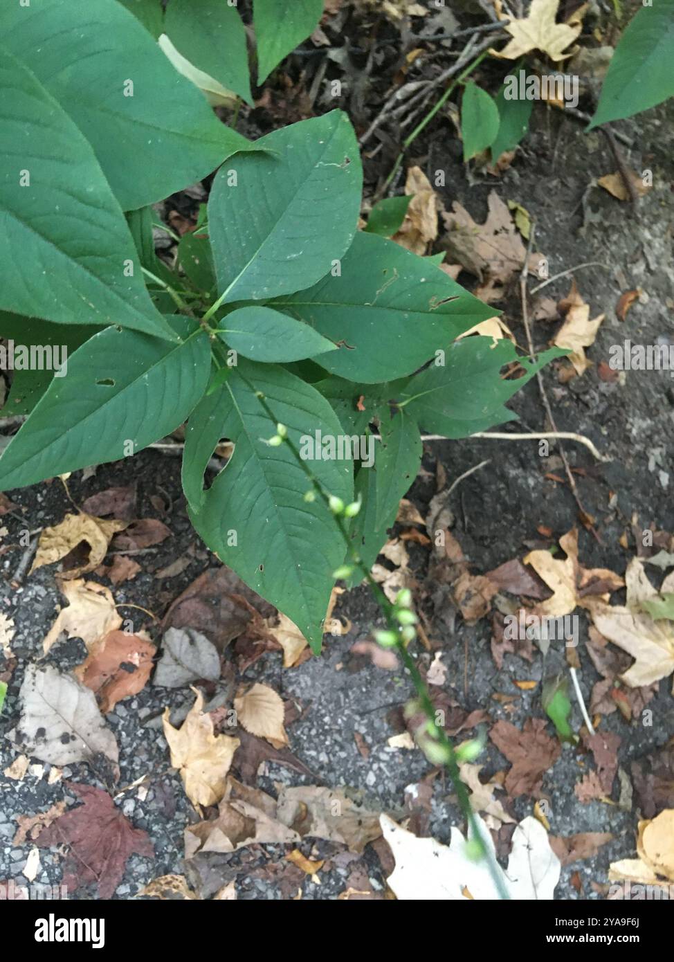 American jumpseed (Persicaria virginiana) Plantae Stock Photo - Alamy