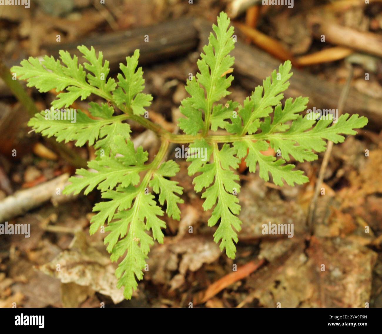 cut-leaved grapefern (Sceptridium dissectum dissectum) Plantae Stock ...