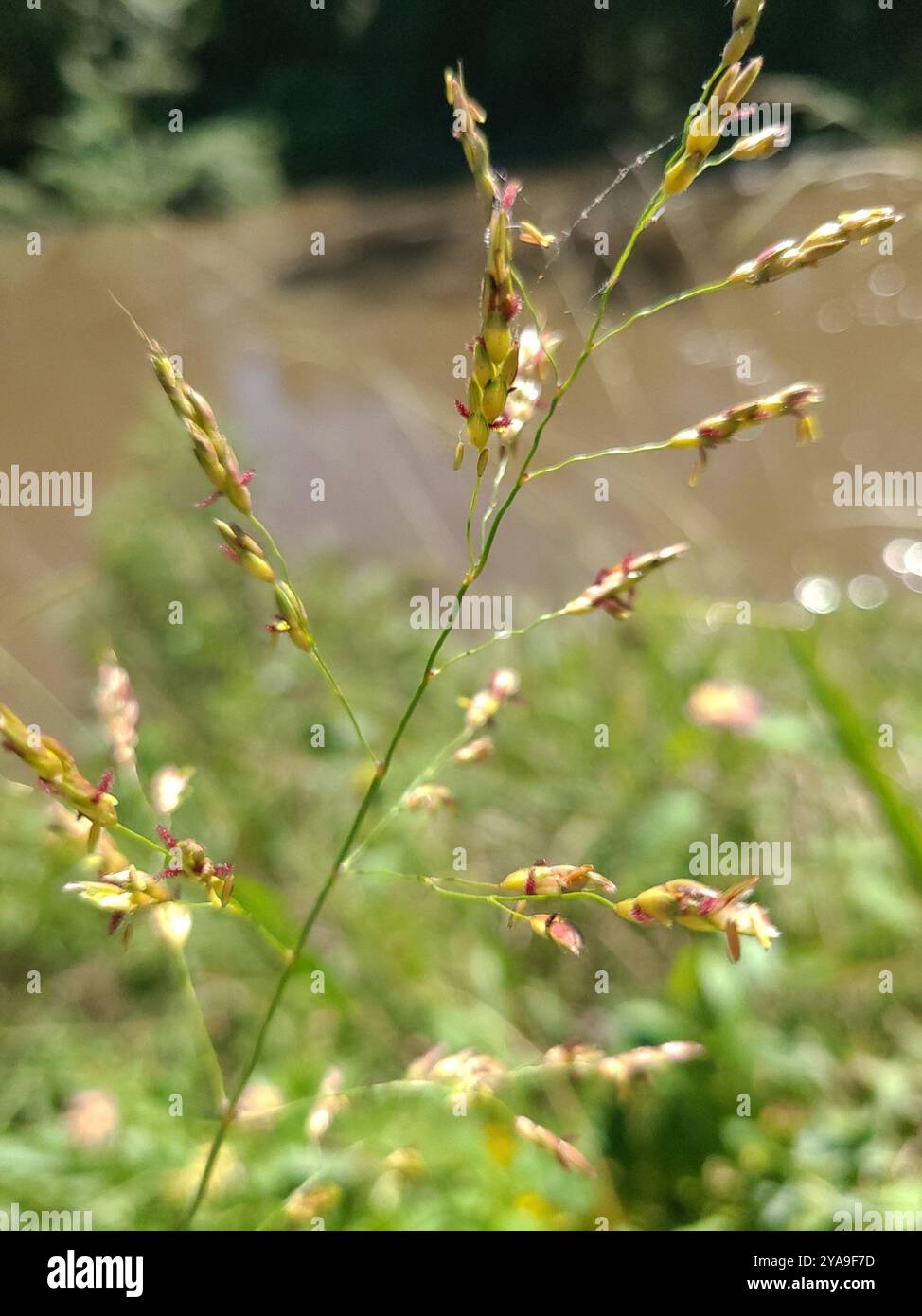 Johnson grass (Sorghum halepense) Plantae Stock Photo - Alamy