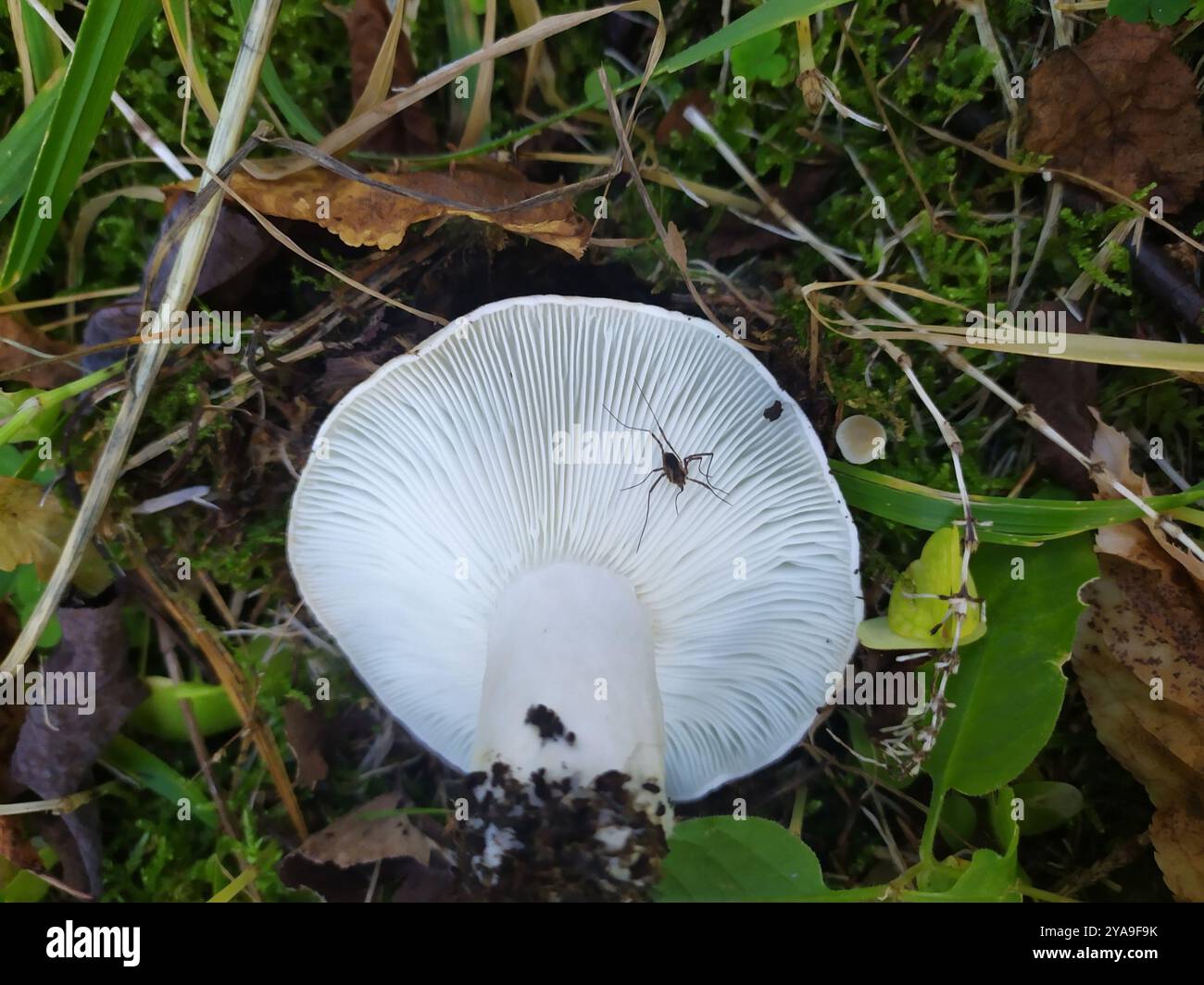 milk-white brittlegill (Russula delica) Fungi Stock Photo - Alamy