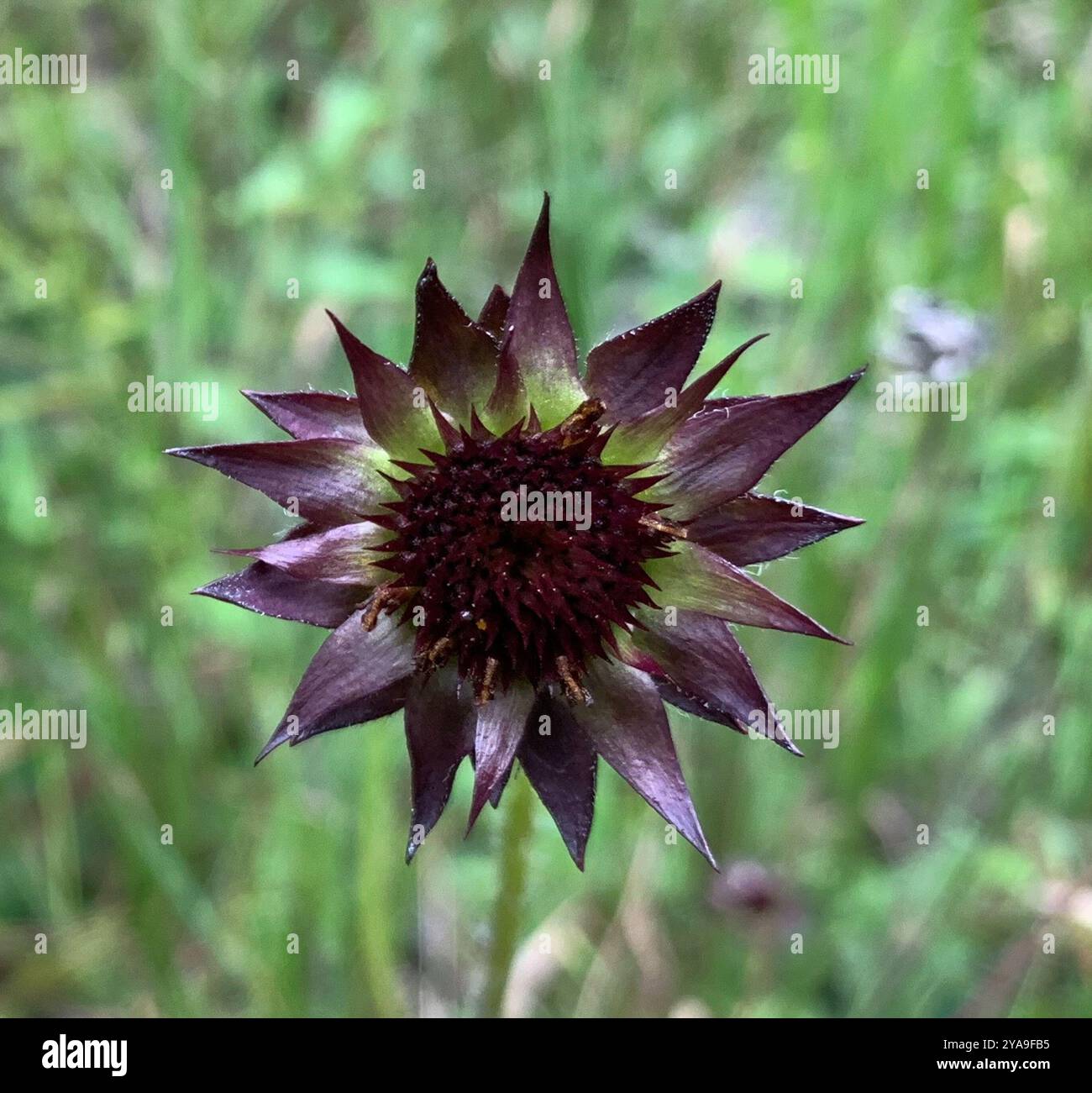 Rayless Sunflower (Helianthus radula) Plantae Stock Photo - Alamy