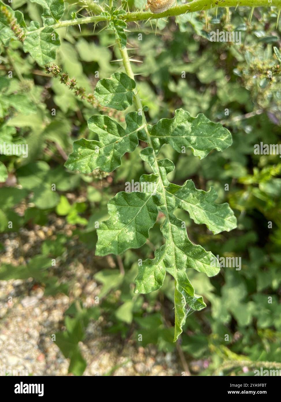 buffalo-bur (Solanum rostratum) Plantae Stock Photo - Alamy