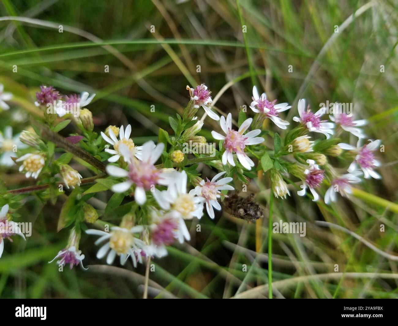 calico aster (Symphyotrichum lateriflorum) Plantae Stock Photo - Alamy