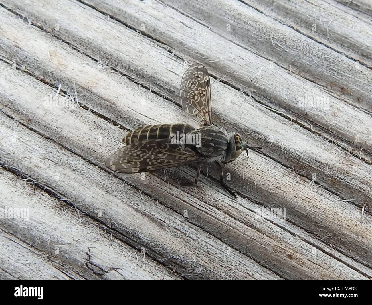 Notch-horned Cleg (Haematopota pluvialis) Insecta Stock Photo - Alamy