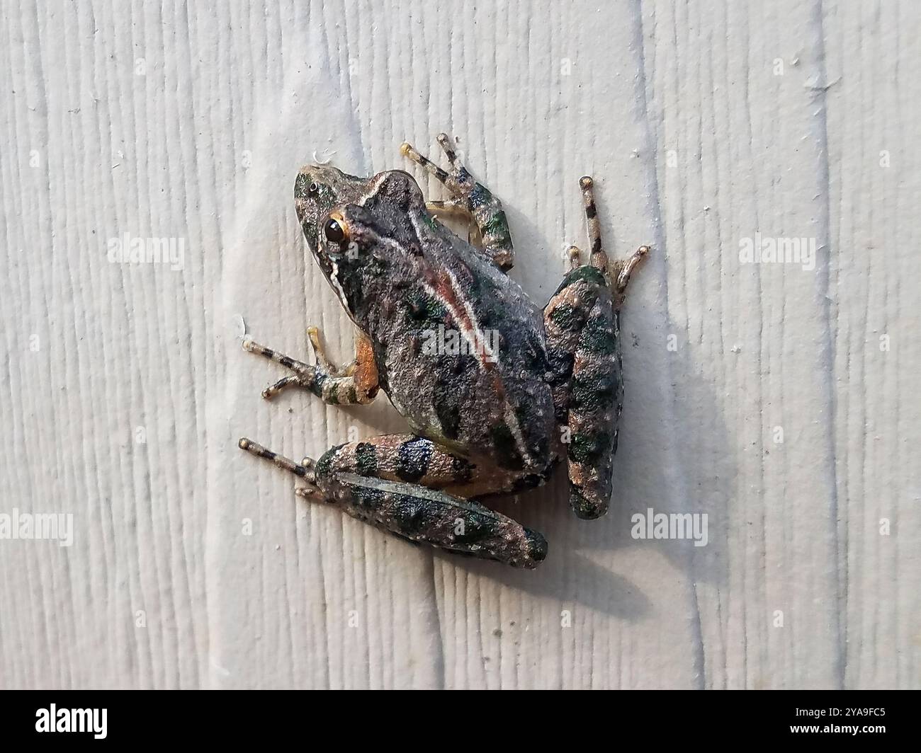 Southern Cricket Frog (Acris gryllus) Amphibia Stock Photo - Alamy