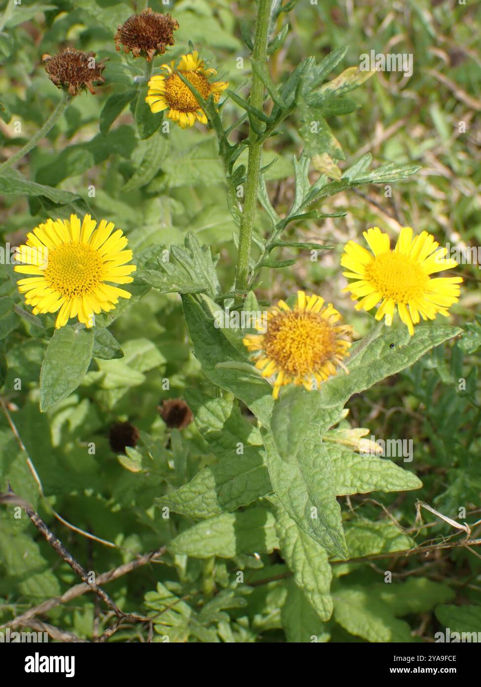 Common Fleabane (Pulicaria dysenterica) Plantae Stock Photo - Alamy