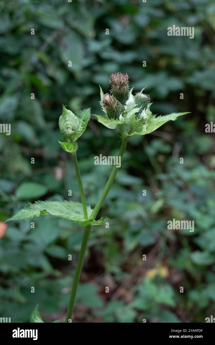 Cabbage Thistle (Cirsium oleraceum) Plantae Stock Photo - Alamy