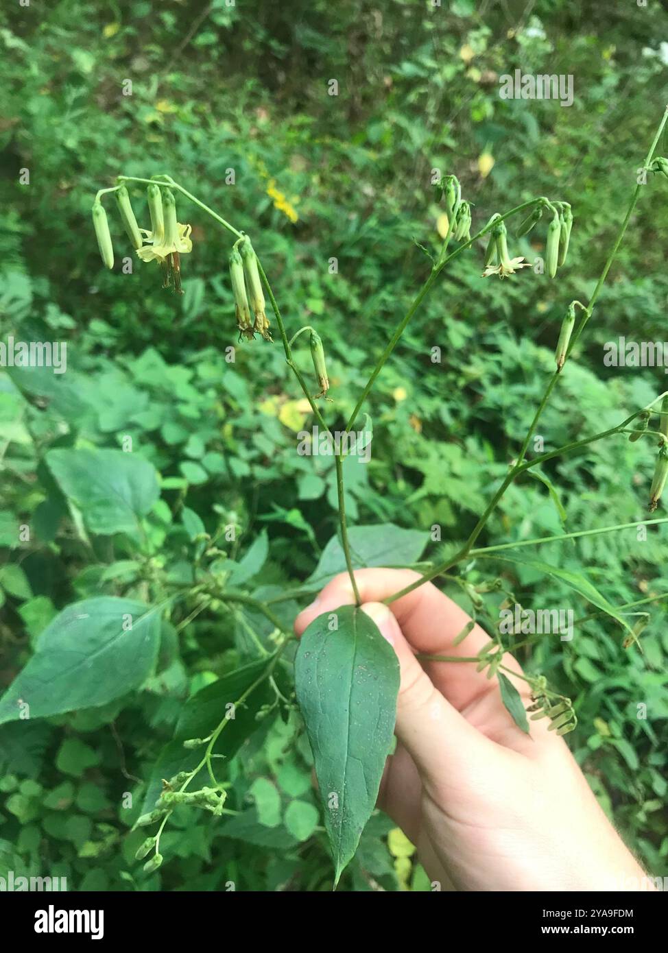 tall rattlesnake root (Nabalus altissimus) Plantae Stock Photo - Alamy