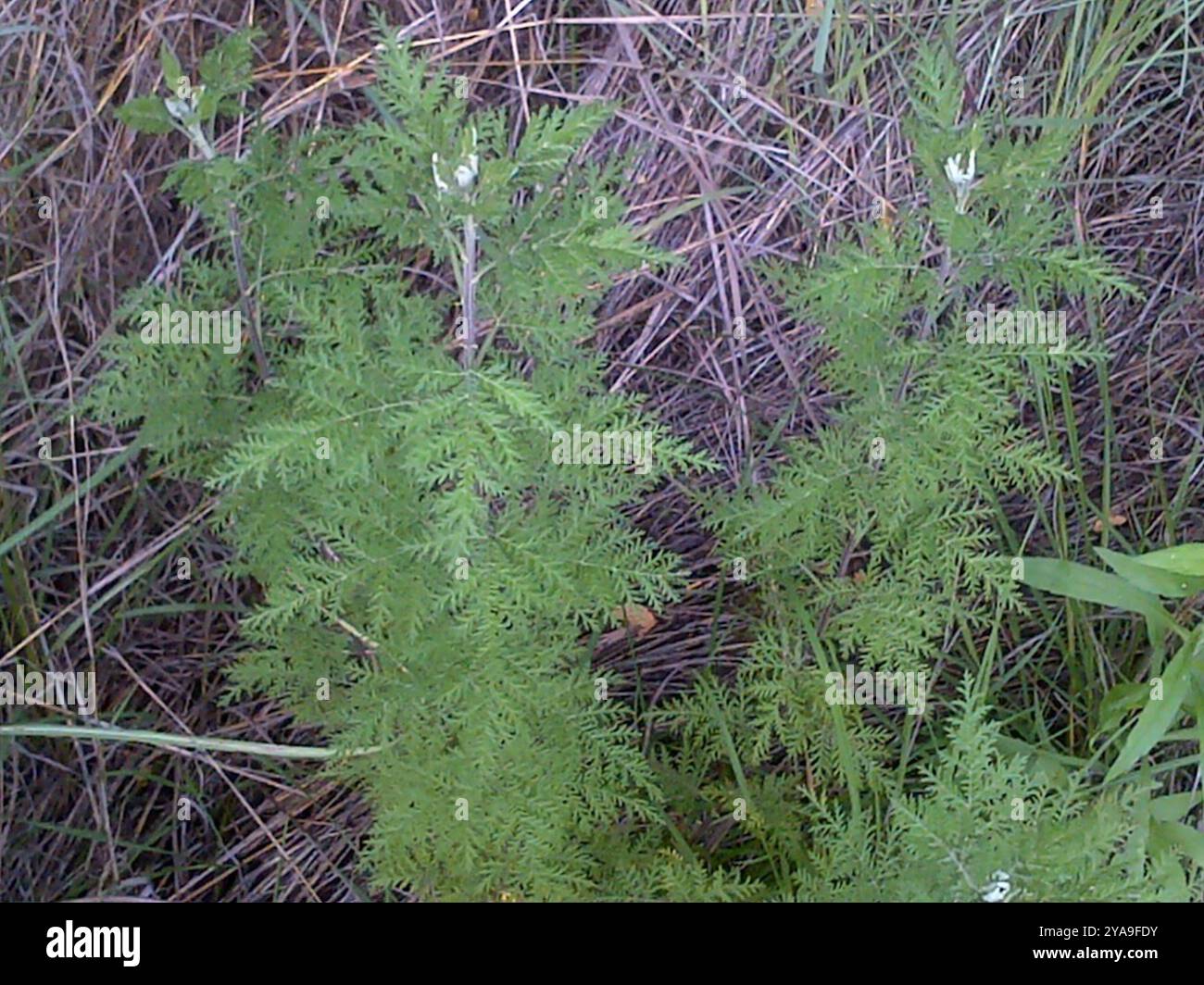 Artemisia afra hi-res stock photography and images - Alamy