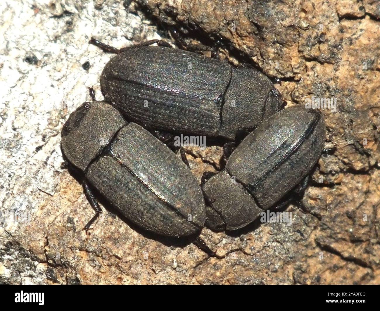 Granulatum hi-res stock photography and images - Alamy