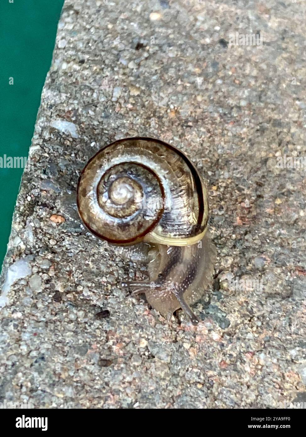 Copse Snail (Arianta arbustorum) Mollusca Stock Photo - Alamy