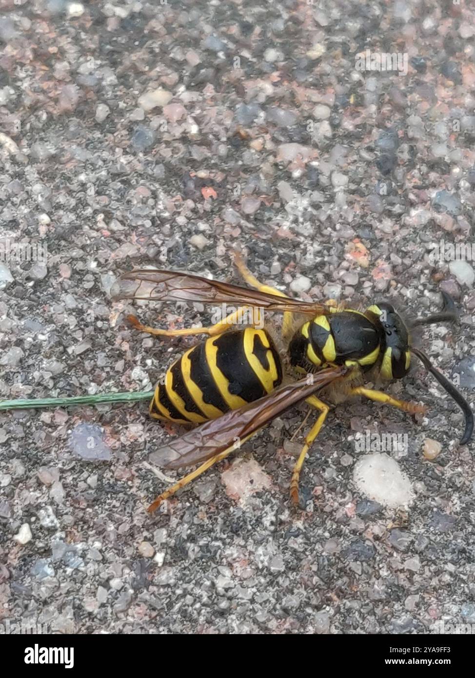 Eastern Yellowjacket (Vespula maculifrons) Insecta Stock Photo - Alamy