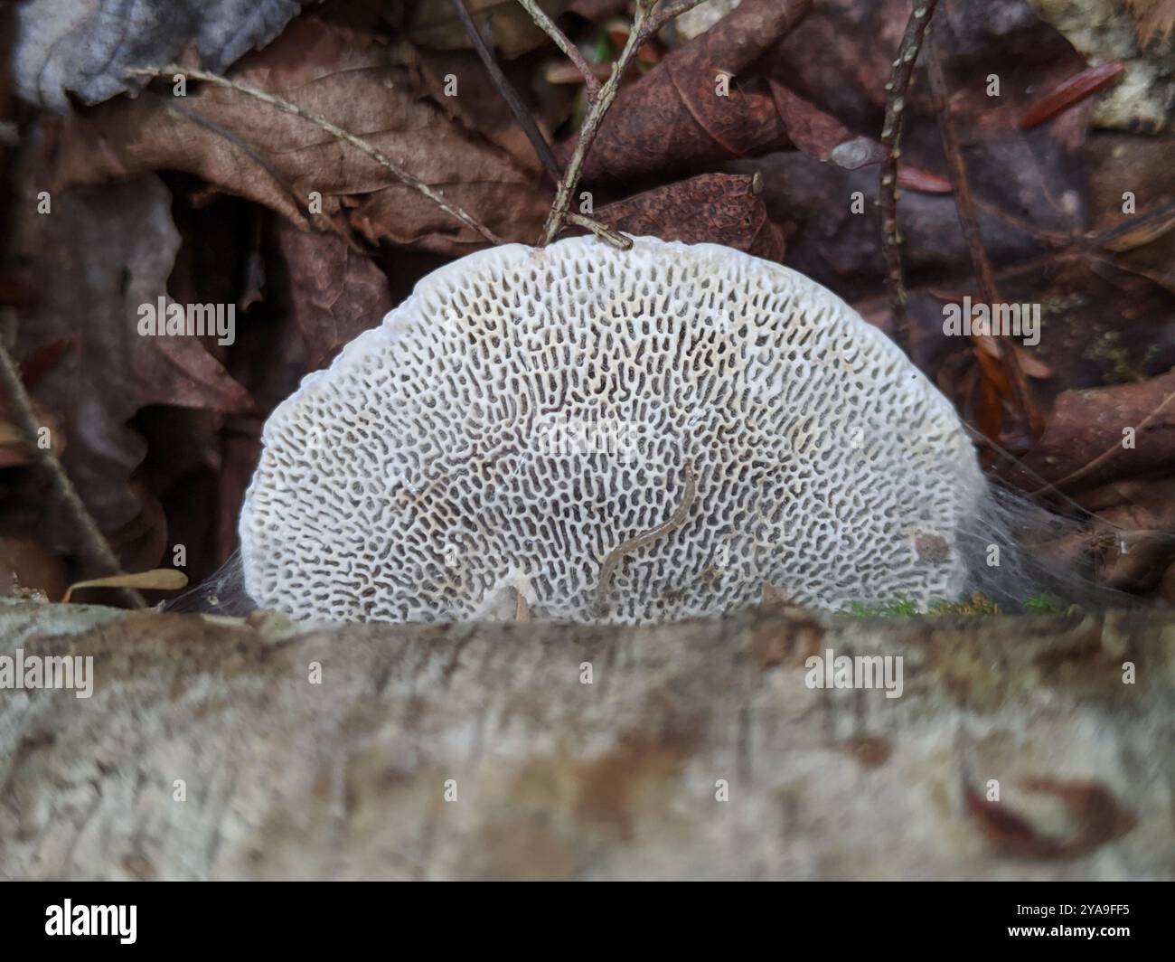 Thin-walled Maze Polypore (Daedaleopsis confragosa) Fungi Stock Photo ...