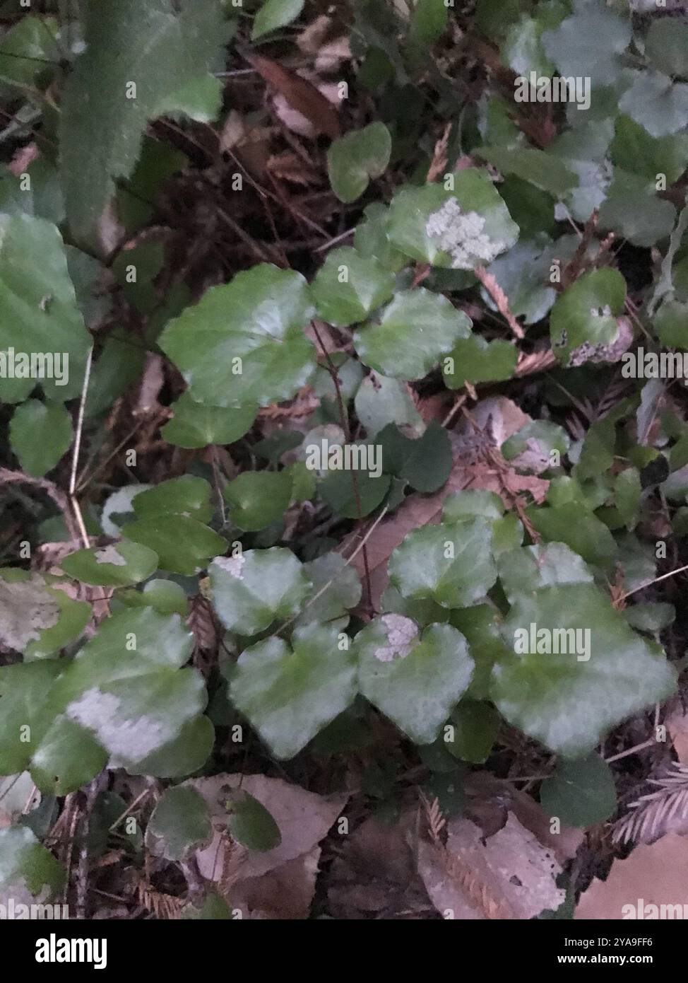 redwood inside-out flower (Vancouveria planipetala) Plantae Stock Photo ...
